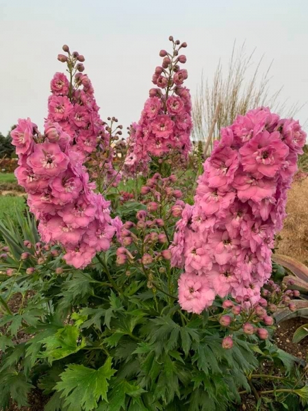 Delphinium Pink Punch